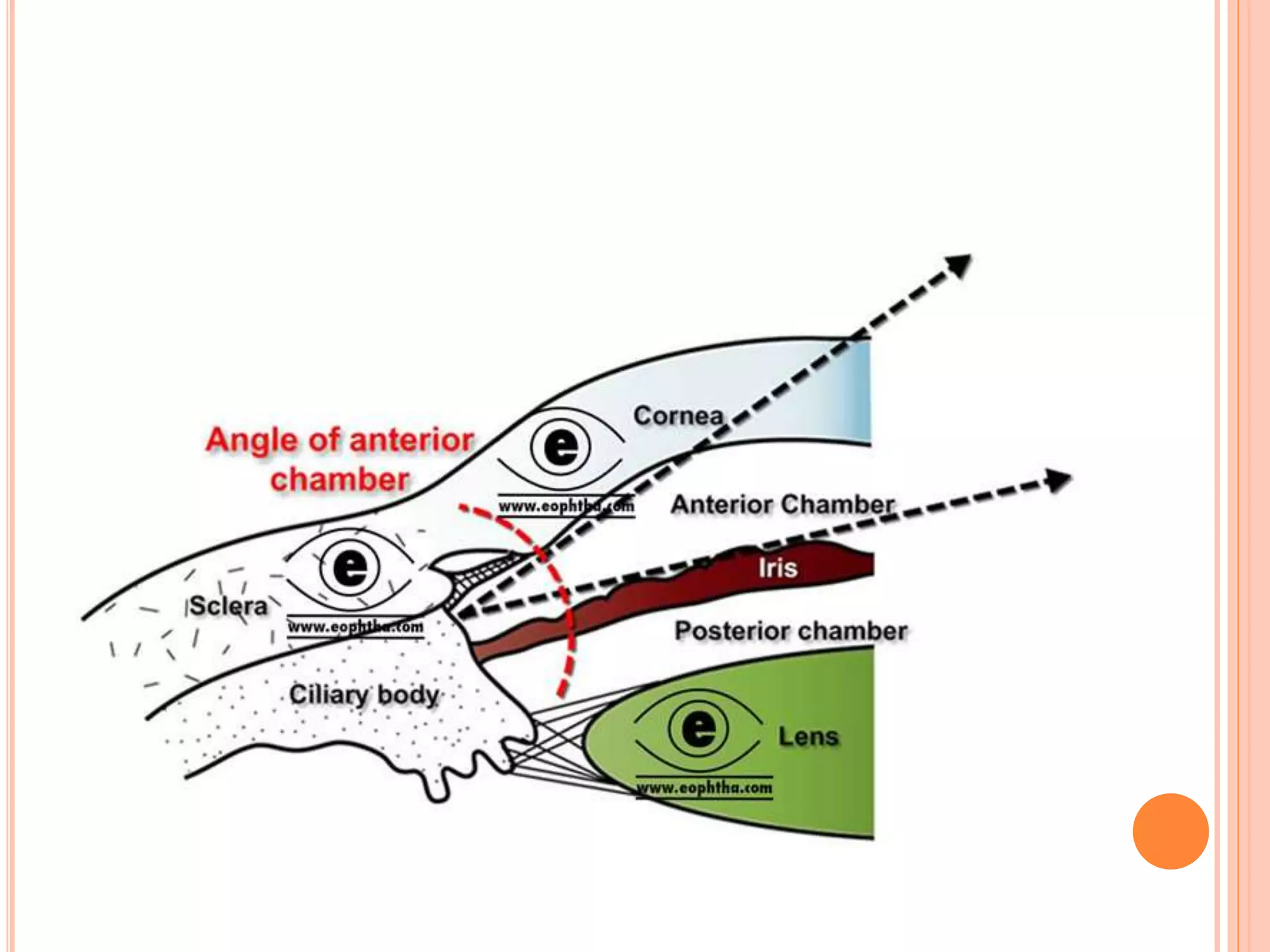 Anatomy of anterior chamber | PPTX