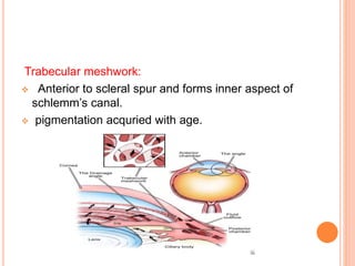 Anatomy of anterior chamber | PPTX