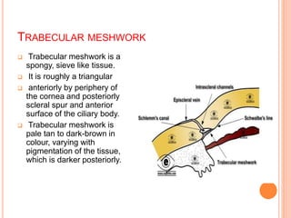 Anatomy of anterior chamber | PPTX