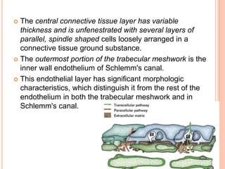 Anatomy of anterior chamber | PPTX