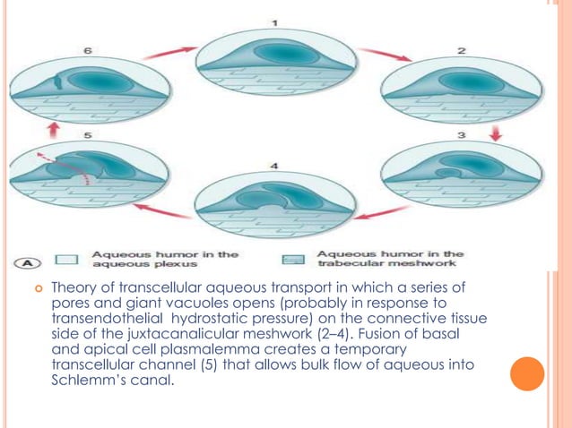 Anatomy of anterior chamber | PPTX