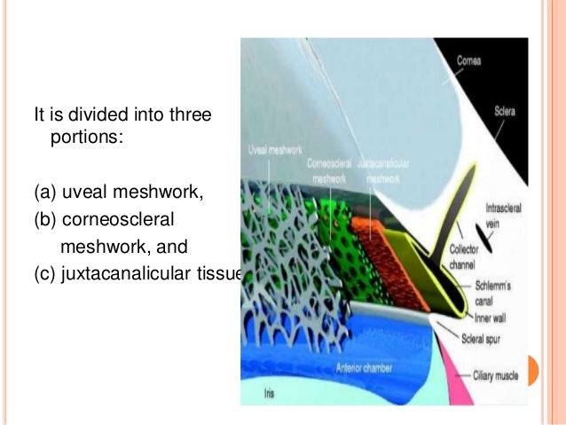Anatomy of anterior chamber