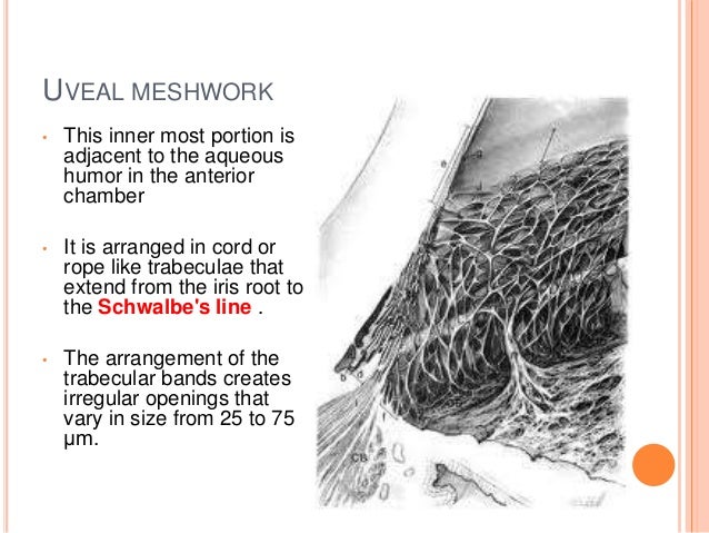 Anatomy of anterior chamber