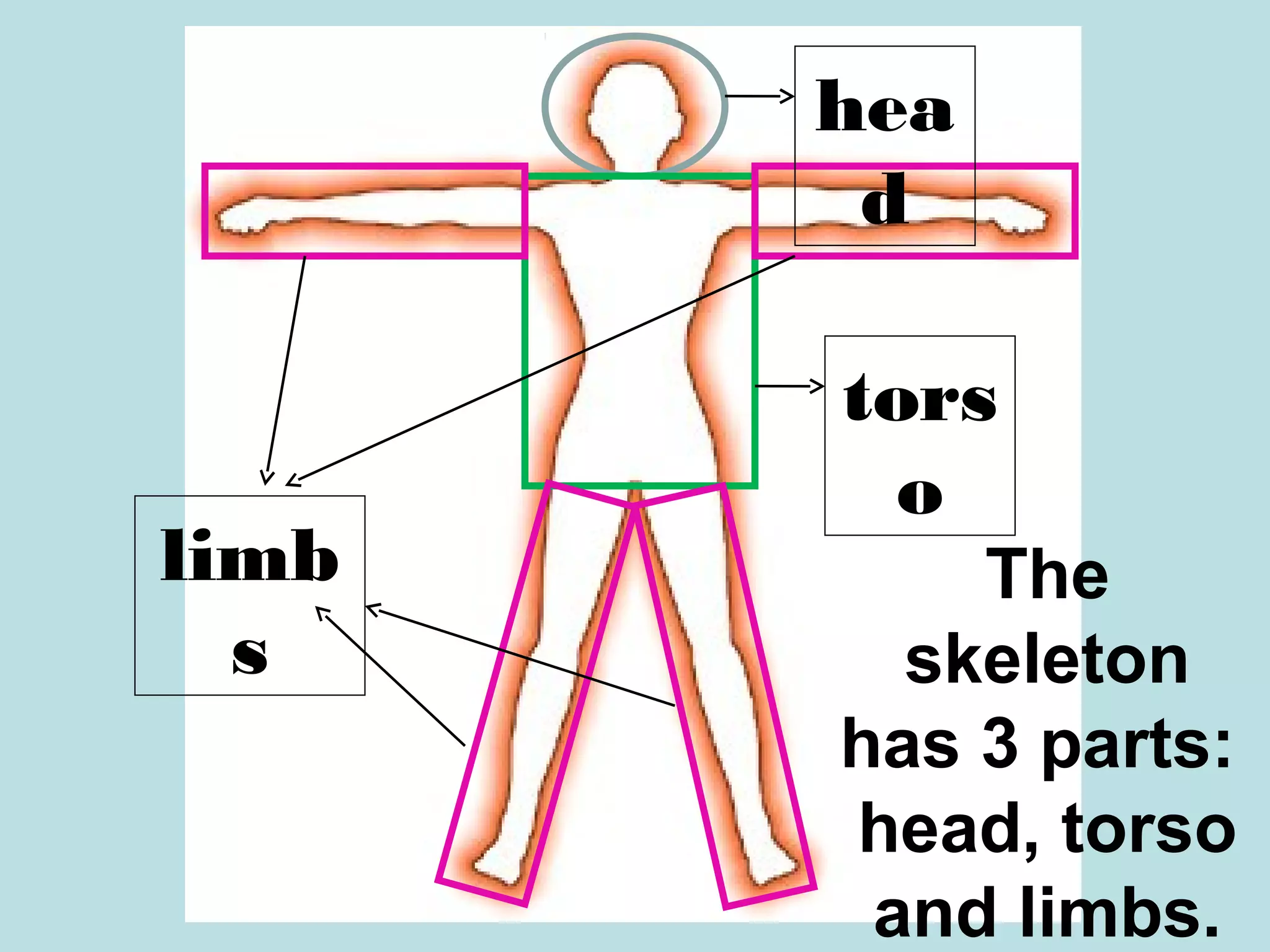 The human body | PPT