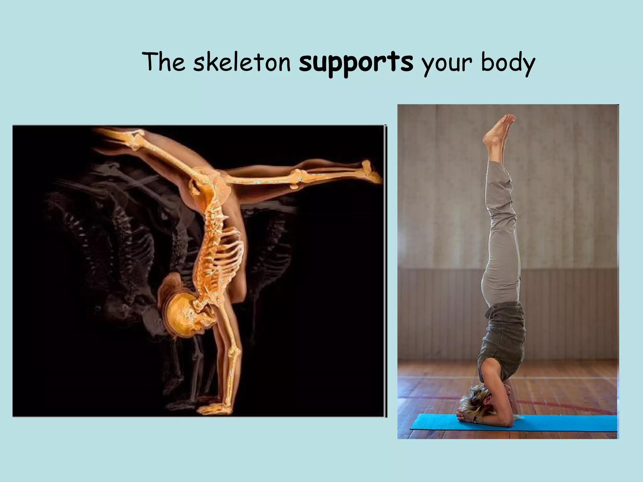 The human body | PPT