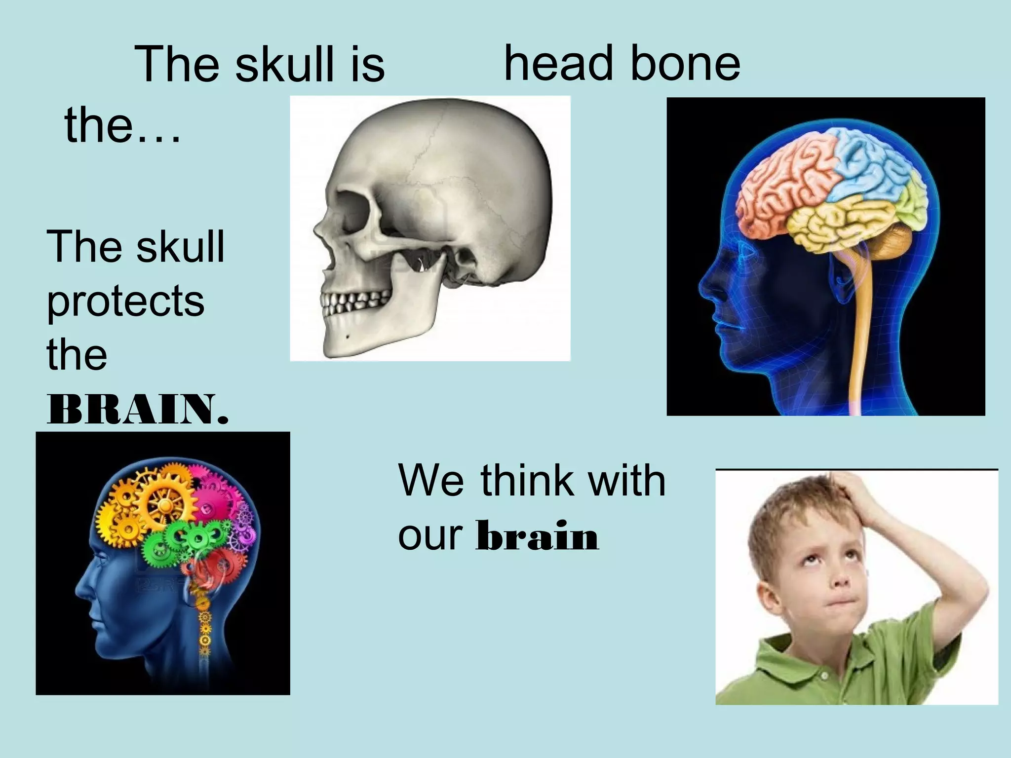 The human body | PPT