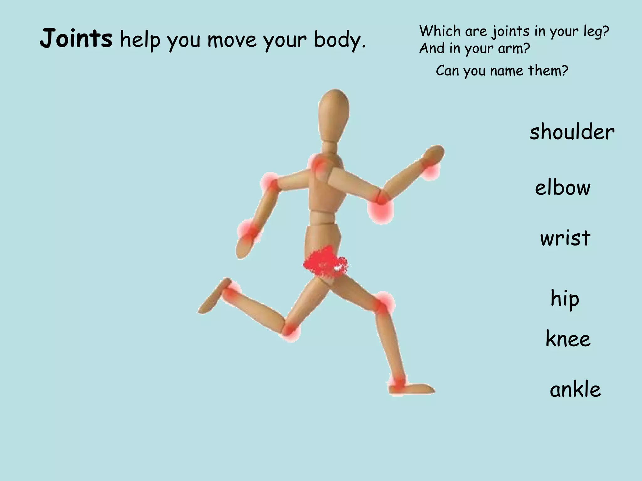 The human body | PPT