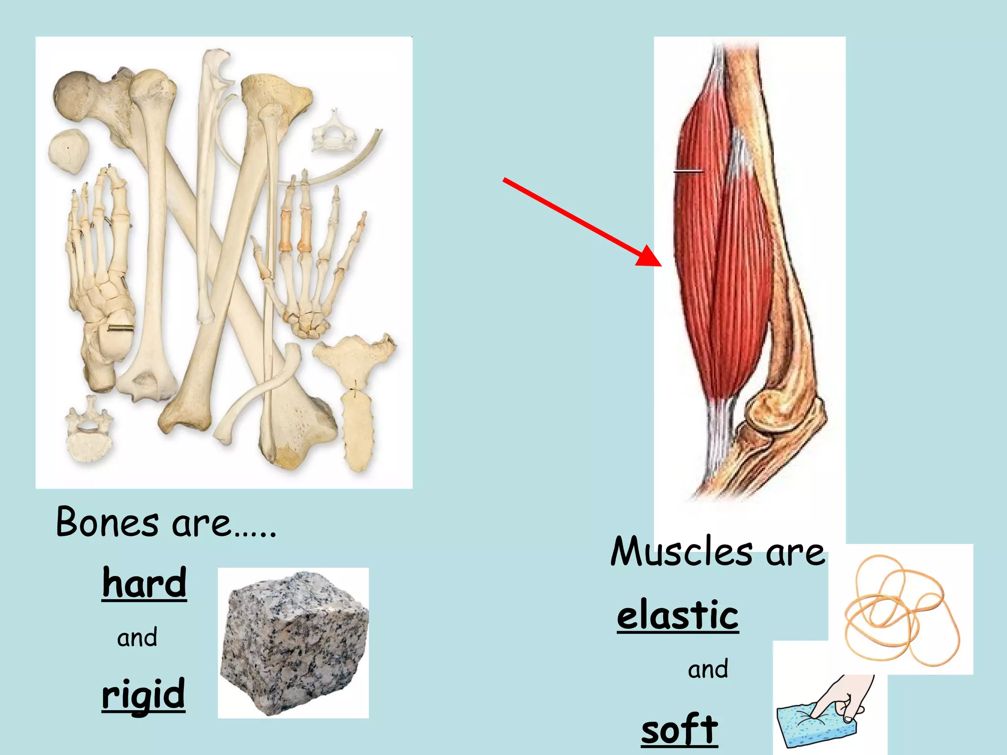 The human body | PPT