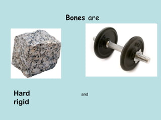 The human body | PPT