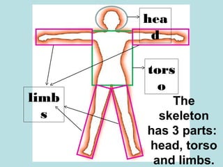 The human body | PPT