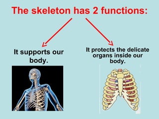 The human body | PPT