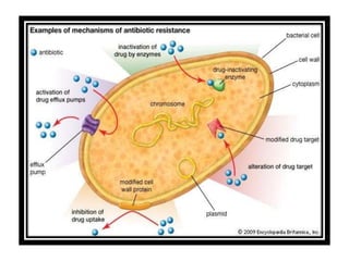 Superbugs-Mechanisms, Control & Utilization | PPTX