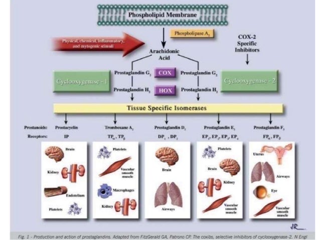PROSTAGLANDINS