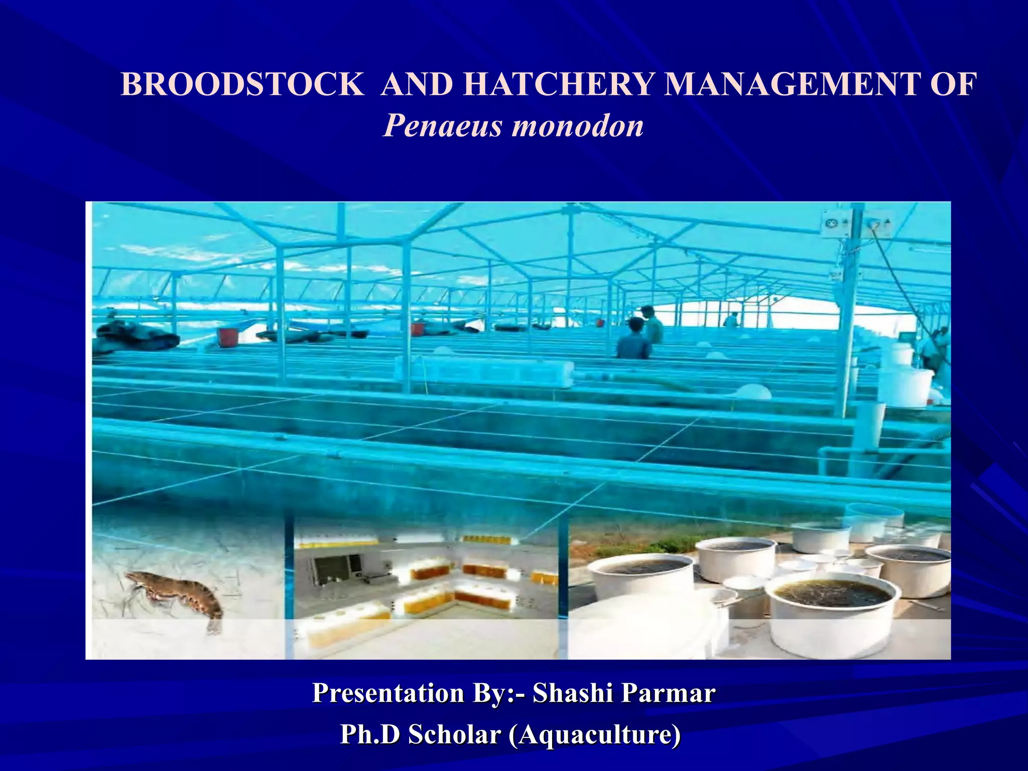 Broodstock And Hatchery Management Of Penaeus Monodon | PPT