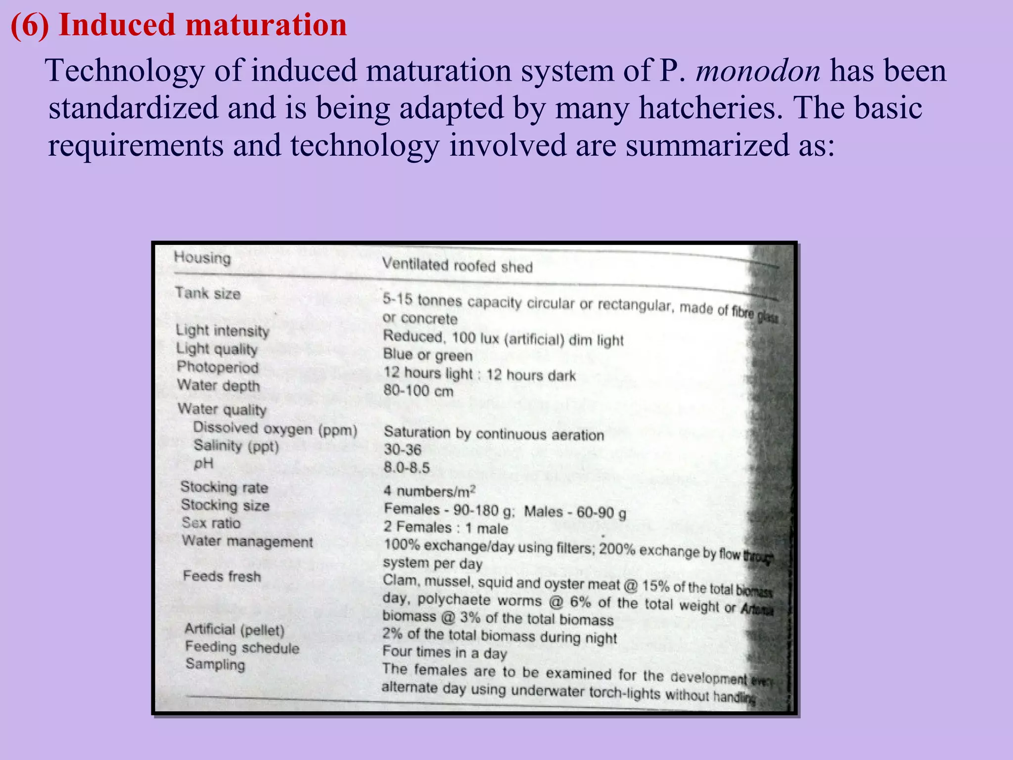 Broodstock And Hatchery Management Of Penaeus Monodon | PPT