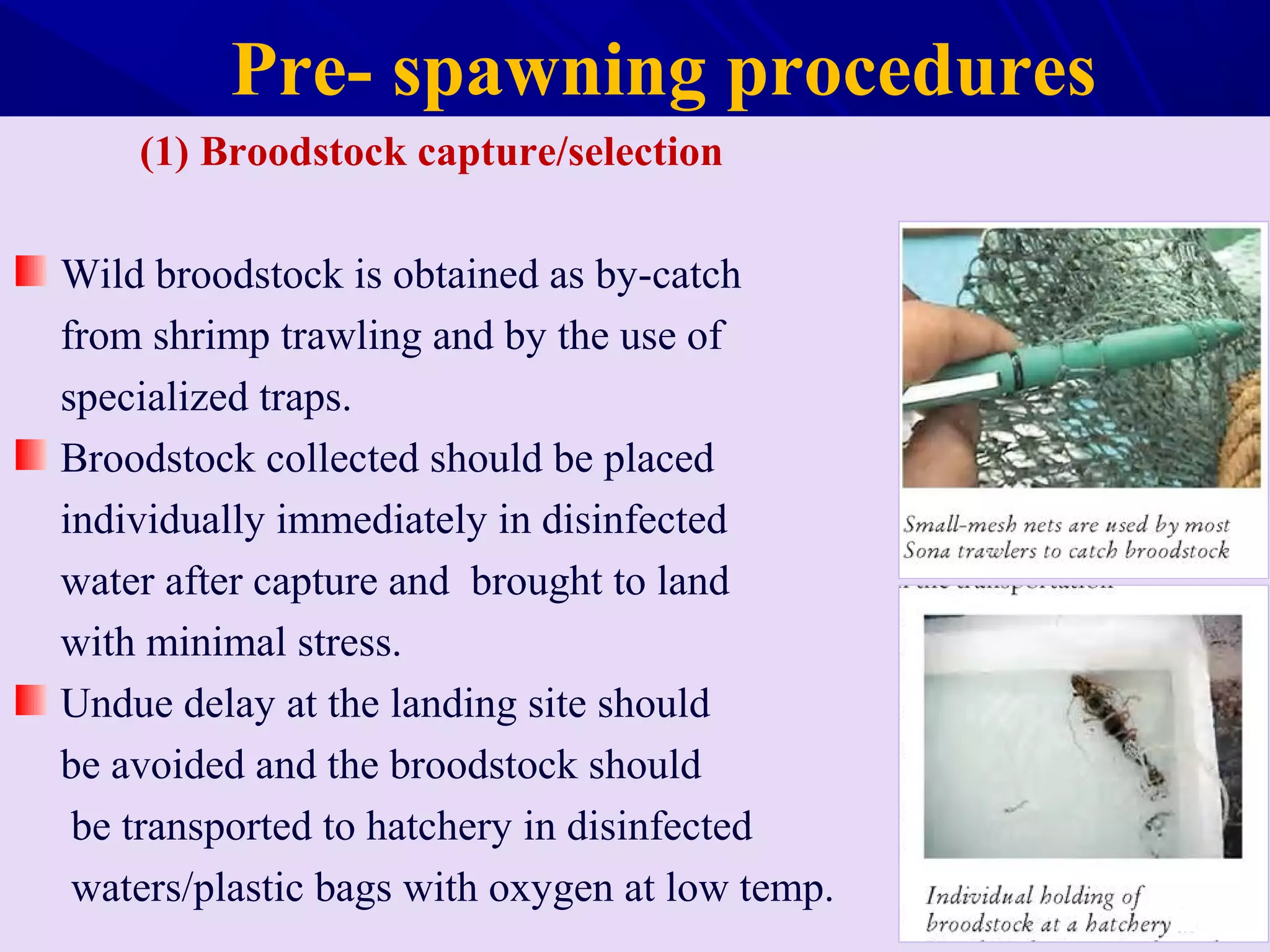 Broodstock And Hatchery Management Of Penaeus Monodon | PPT