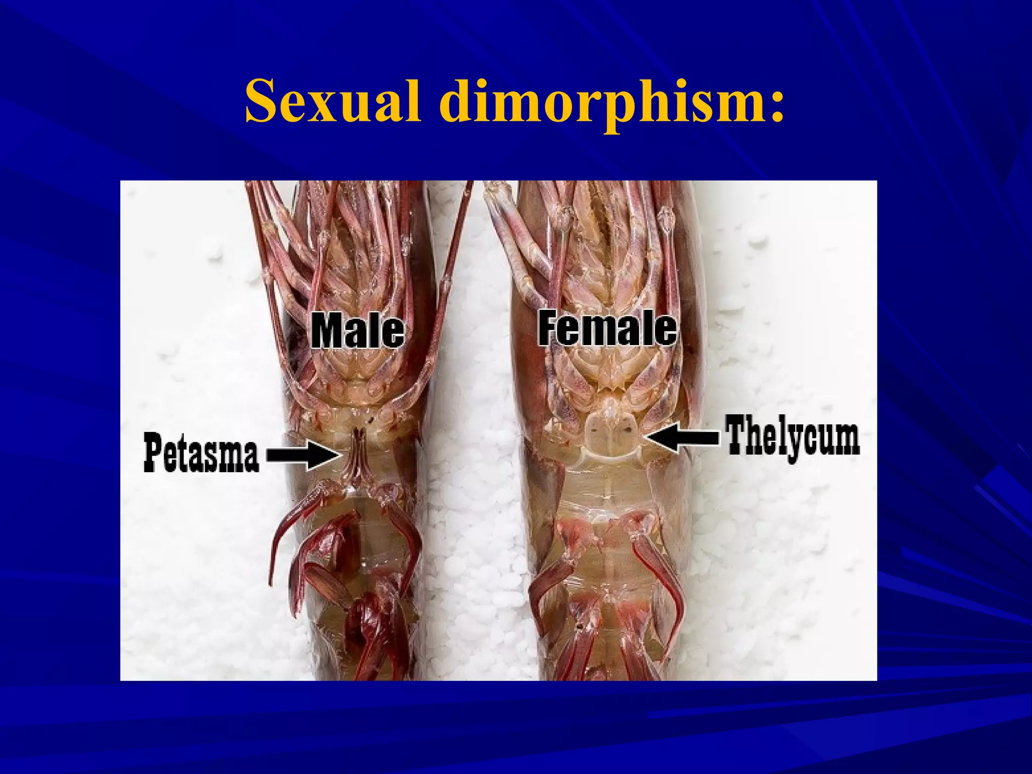 Broodstock And Hatchery Management Of Penaeus Monodon | PPT