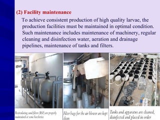 Broodstock And Hatchery Management Of Penaeus Monodon | PPT