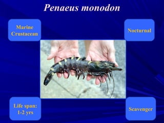 Broodstock And Hatchery Management Of Penaeus Monodon | PPT