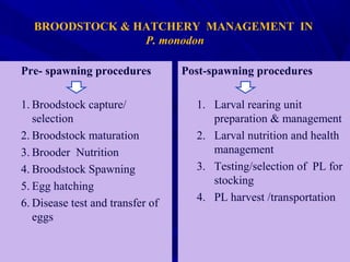 Broodstock And Hatchery Management Of Penaeus Monodon | PPT