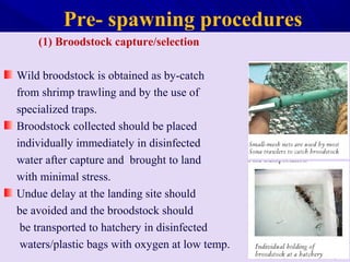 Broodstock And Hatchery Management Of Penaeus Monodon | PPT