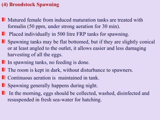 Broodstock And Hatchery Management Of Penaeus Monodon | PPT