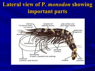 Broodstock And Hatchery Management Of Penaeus Monodon | PPT