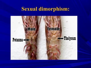 Broodstock And Hatchery Management Of Penaeus Monodon | PPT