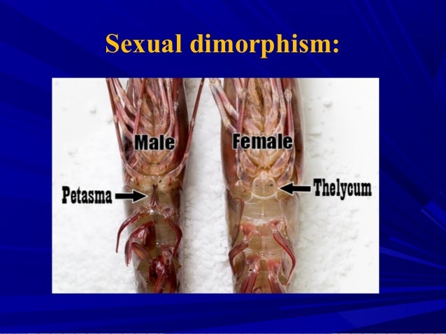Broodstock And Hatchery Management Of Penaeus Monodon