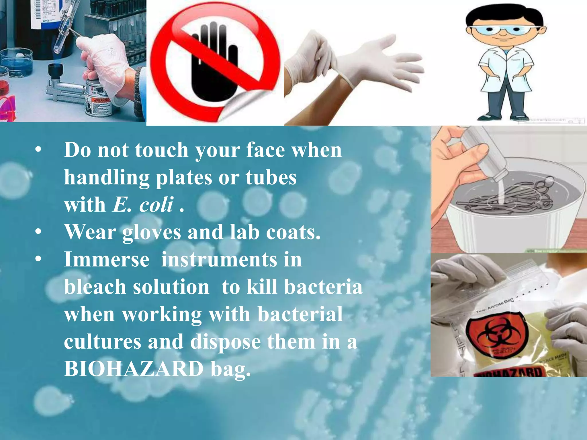 safety measures while working with escherichia coli | PPTX