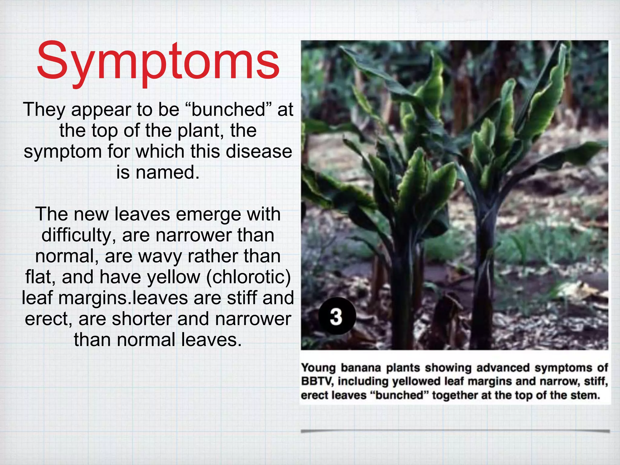 Banana Bunchy Top Disease | PPTX