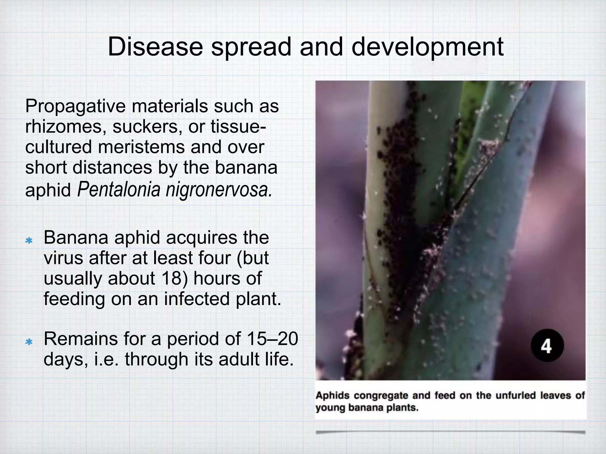 Banana Bunchy Top Disease | PPTX