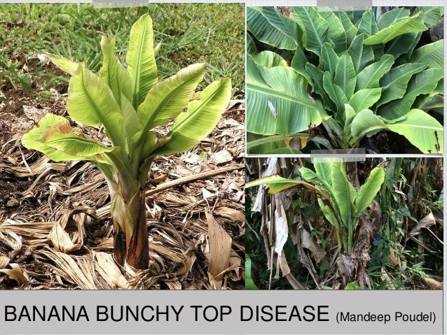 Banana Bunchy Top Disease