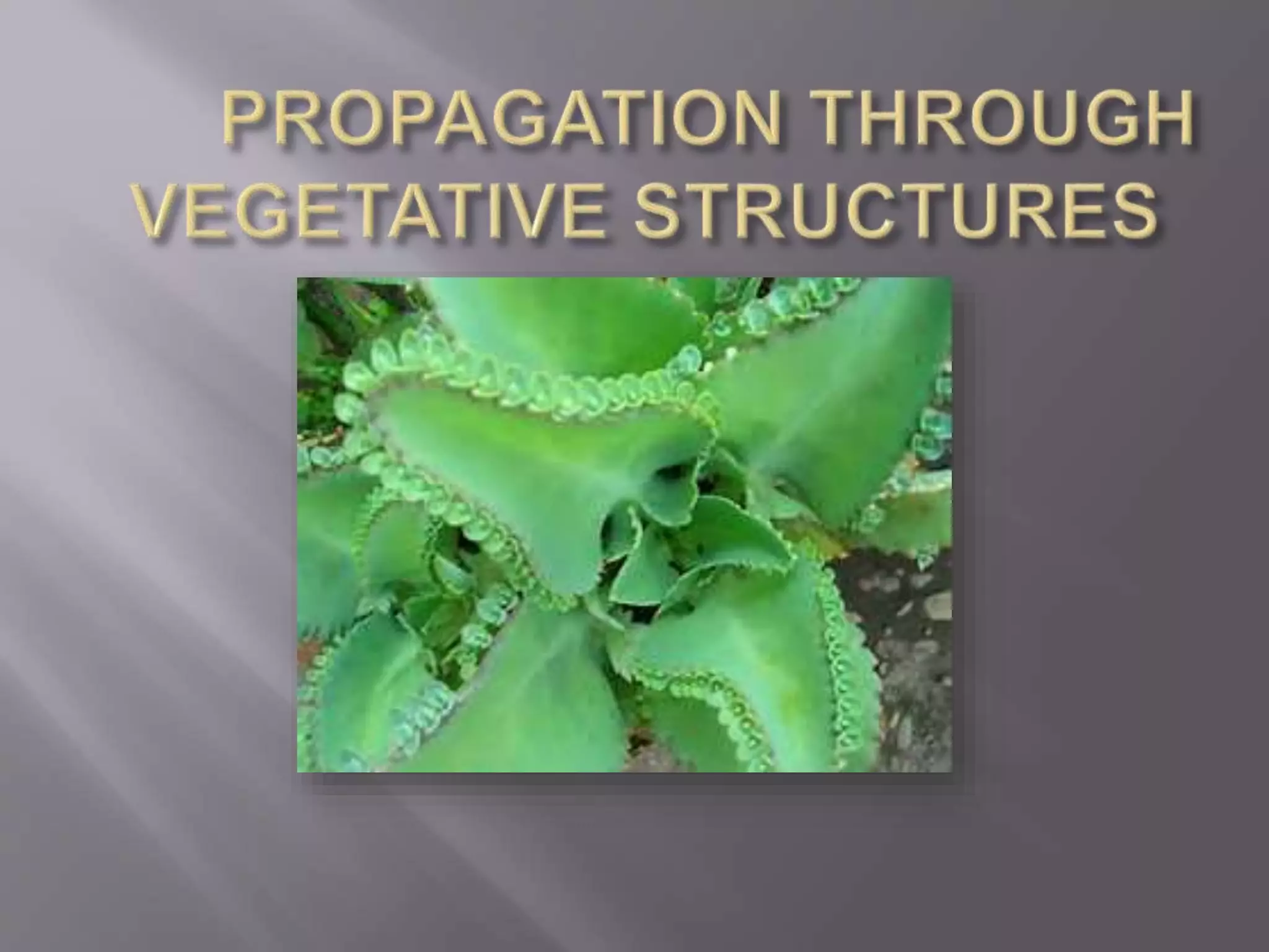 Propagation by vegetative structures | PPT
