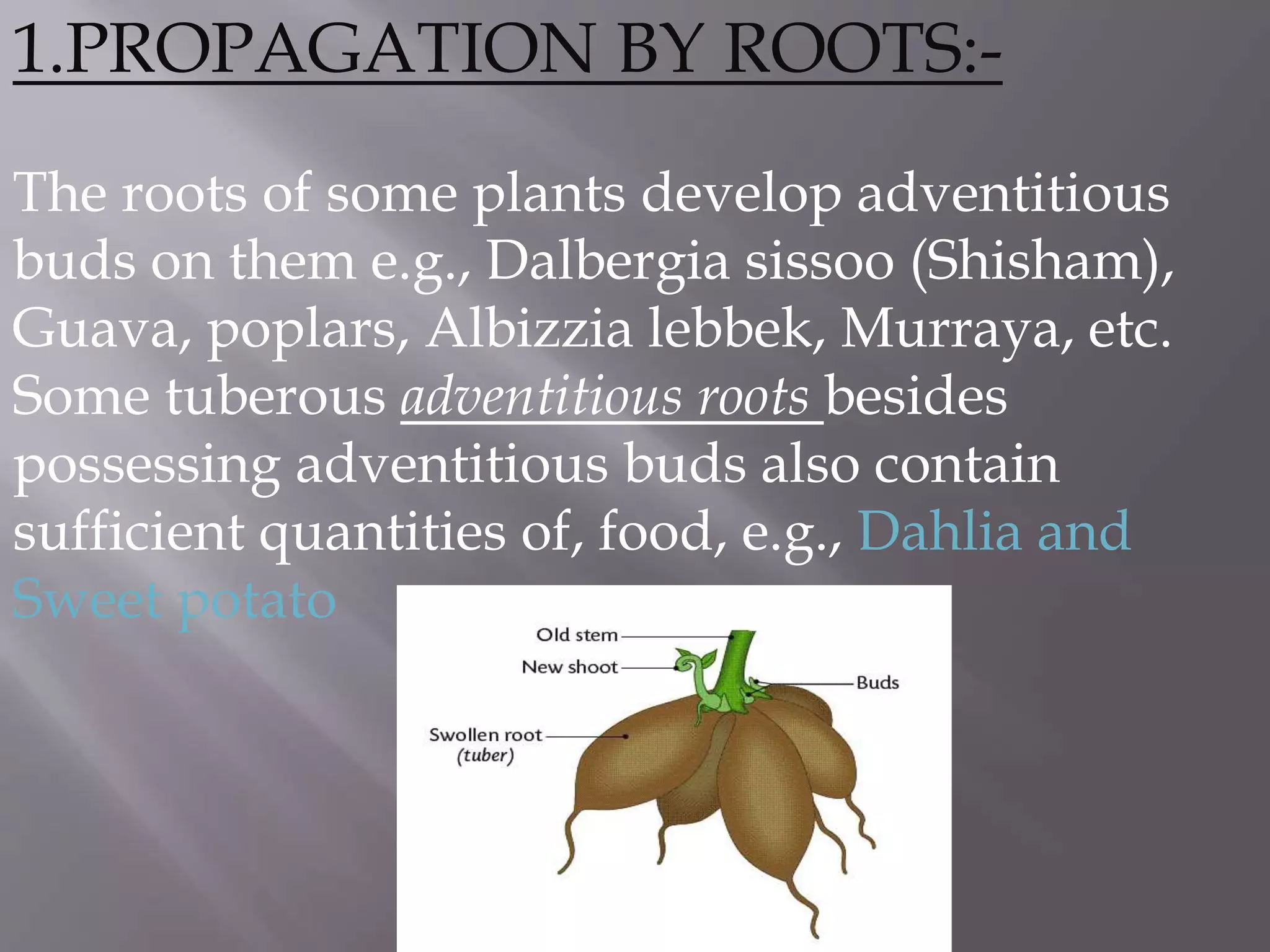Propagation by vegetative structures | PPT