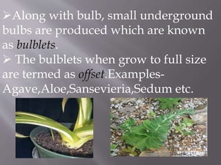 Propagation by vegetative structures | PPT