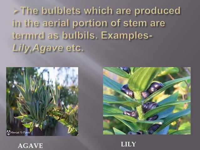Propagation by vegetative structures | PPT