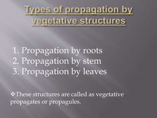 Propagation by vegetative structures | PPT