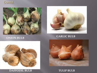 Propagation by vegetative structures | PPT