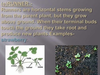 Runner Plant Examples