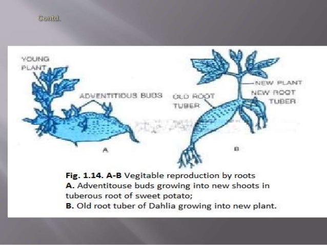 Propagation by vegetative structures