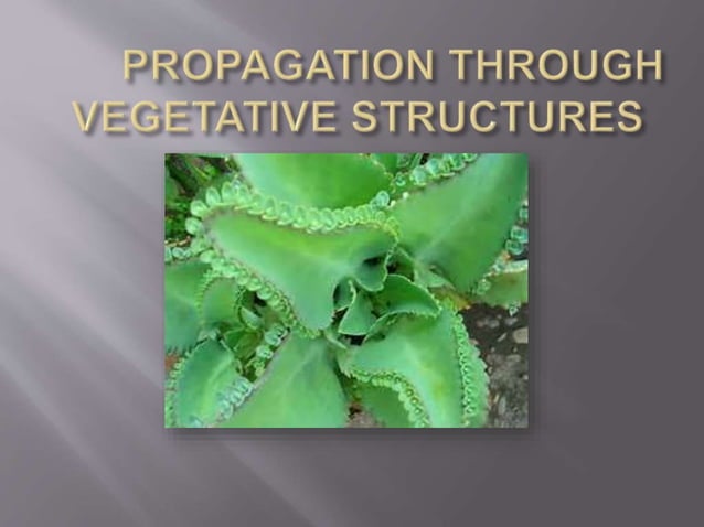 Propagation by vegetative structures | PPTX