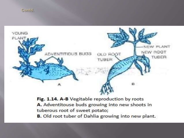 Propagation by vegetative structures | PPTX