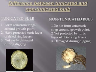 Propagation by vegetative structures | PPTX