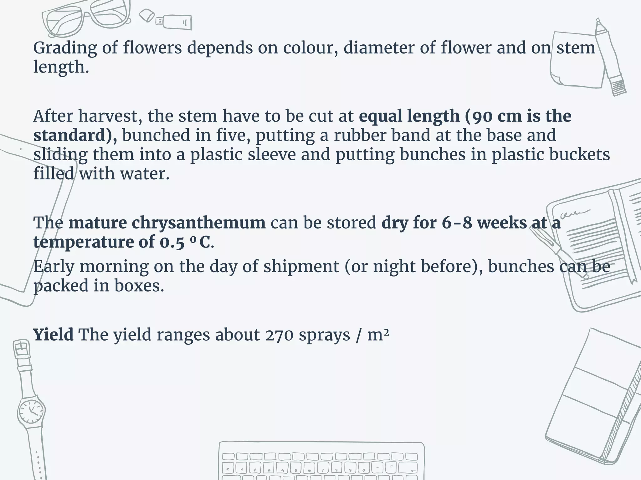 Chrysanthemum | PPTX