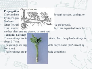 Chrysanthemum | PPTX