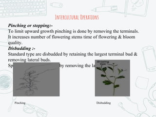 Chrysanthemum | PPTX