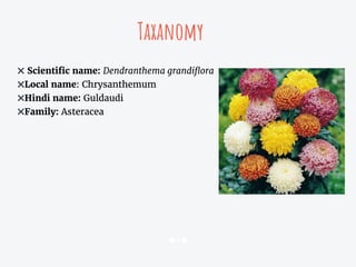 And Species Flowers Genus Names Chrysanthemums