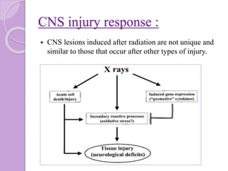 Ppt.cns radiobiology | PPT