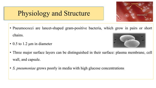 Streptococcus pneumonia and its Rapid Detection Method | PPT